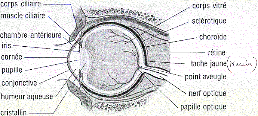 L'Oeil